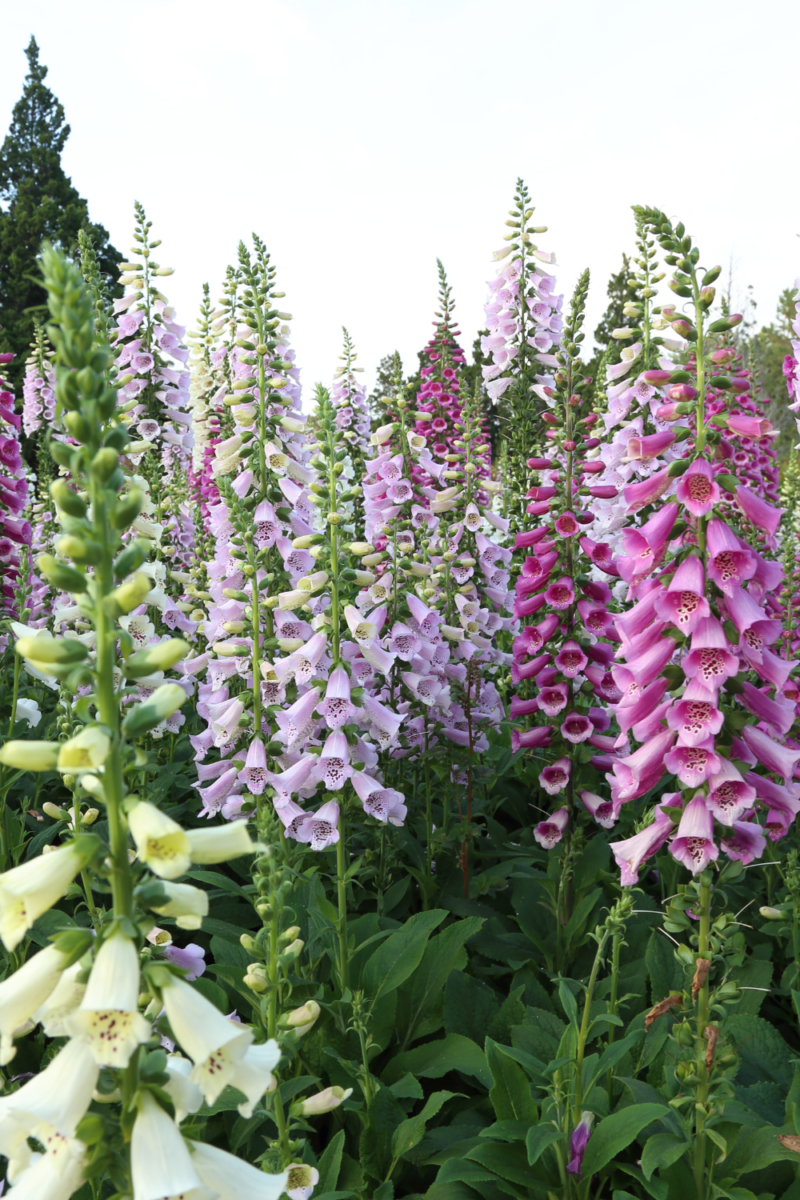 13 Secrets to Achieving a Picture-Perfect Cottage Style Garden - Her ...