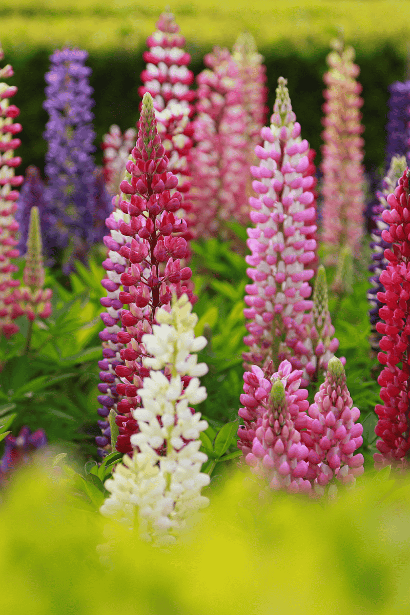 7 Best Tall Growing Flowers for Your Cottage Garden - Her Cottage Home