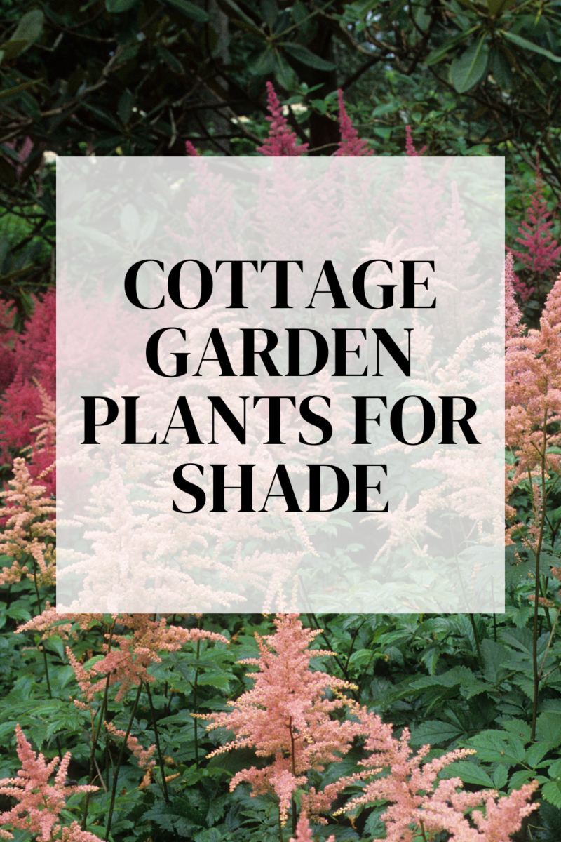 The 10 Best Cottage Garden Plants for Shade - Her Cottage Home
